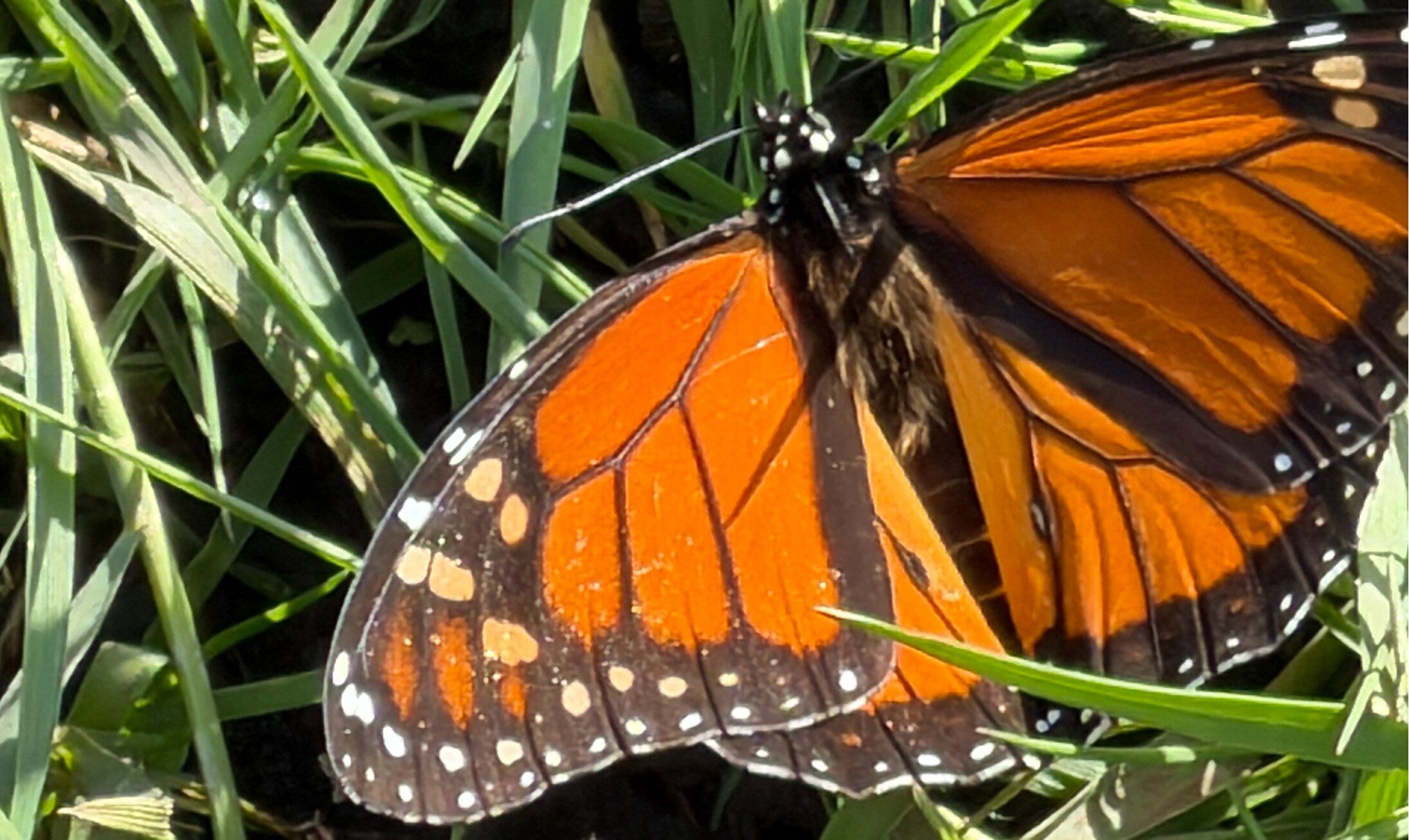 The power of change: the story of the Monarch Butterfly Reserve - Huib ...